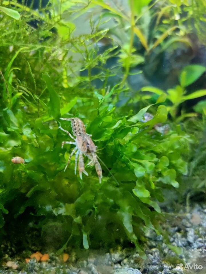 Рак карликовый