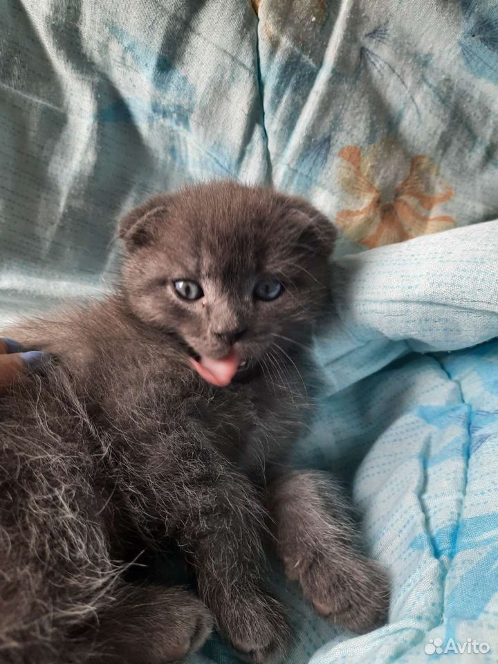 Вислоухий котик