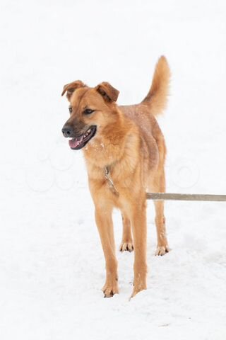 Рыжая красавица Лилу ждёт семью