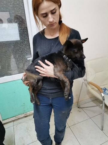 Ищет дом мелкая собачка дивной шоколадной красоты