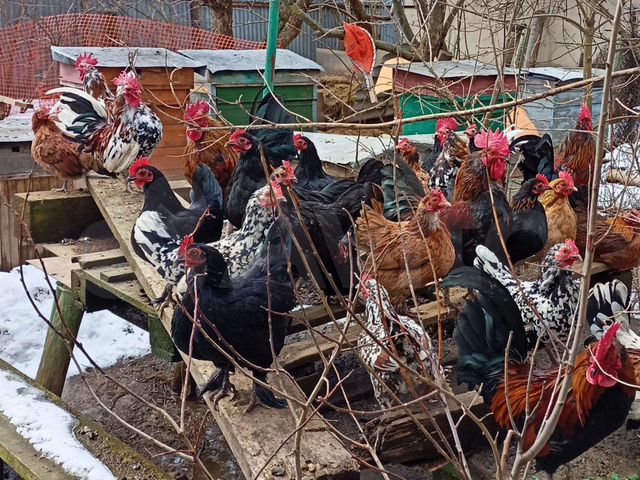 Куры и петухи (бентамки)