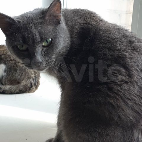 Зоя в добрые руки