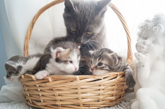 Ангельские малыши. Осталось 2