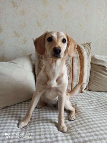 Отдам собаку в добрые руки