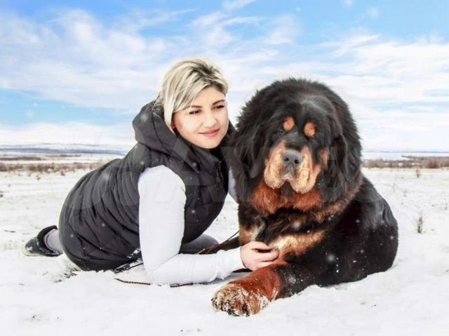 Тибетский мастиф мальчики/девочки