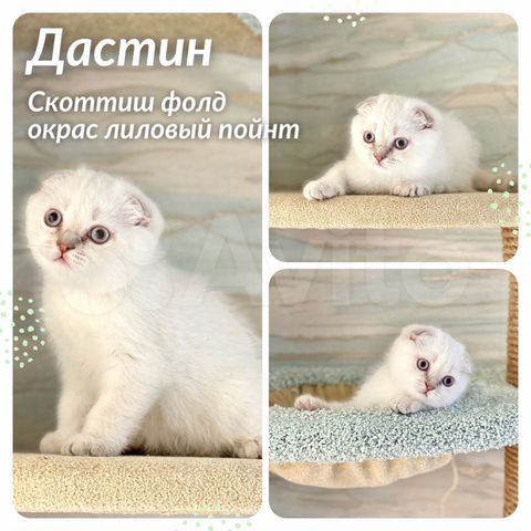 Шотландские котята