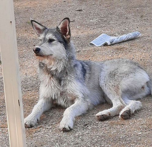 Девочка Ушастик