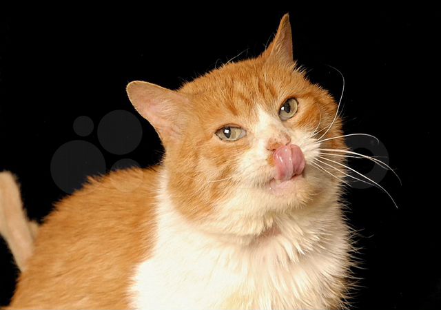 Хоттабыч в добрые руки