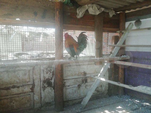 Петушок павловский