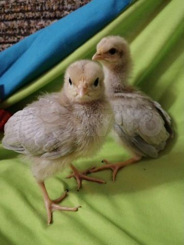 Леггорн Лаванда