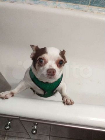 Вязка чихуахуа девочка