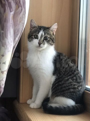 Котенок в дар