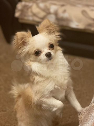 Вязка кобель чихуахуа