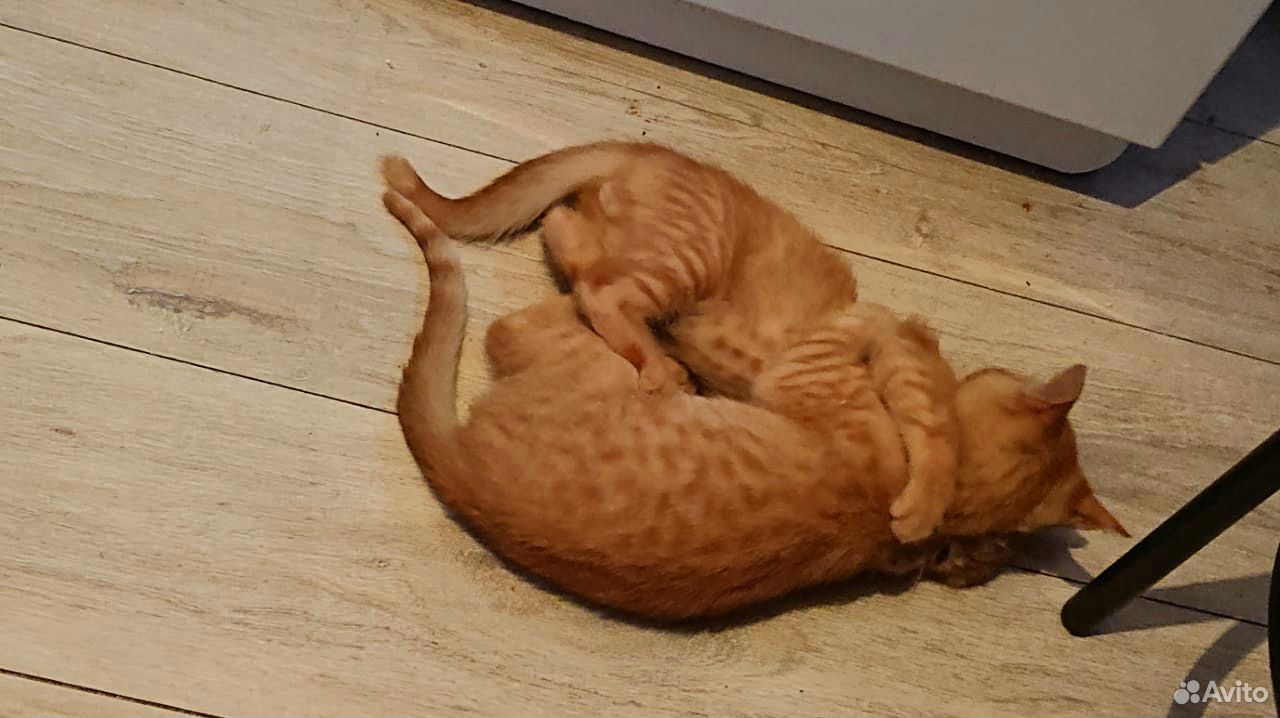 Котята в добрые рук