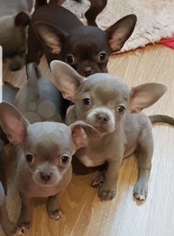 Невероятный Чишик для любви и нежности