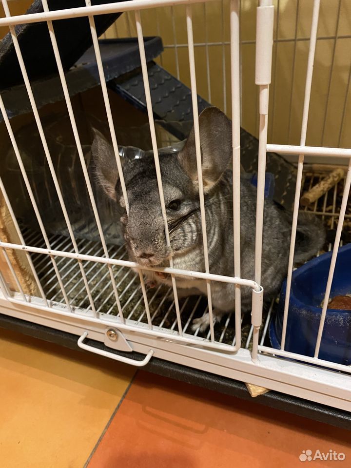 Шиншилла Алиска в дар с клеткой