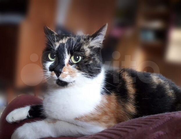 Кошка Дора 1 годик трехцветная