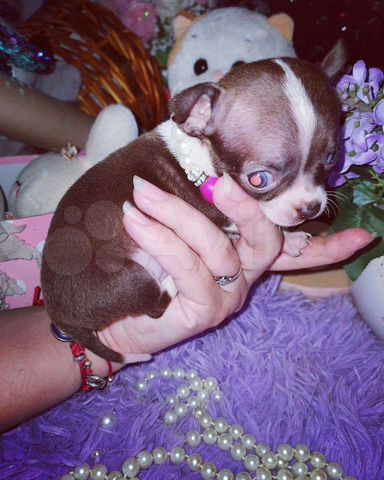 Микро малышик малыш чихуахуа