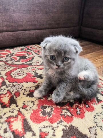 Шотландские котята