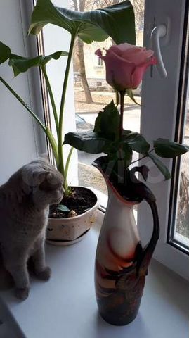 Кошка Британка
