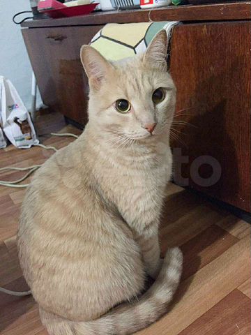 Кот роскошный 2 года кастрирован