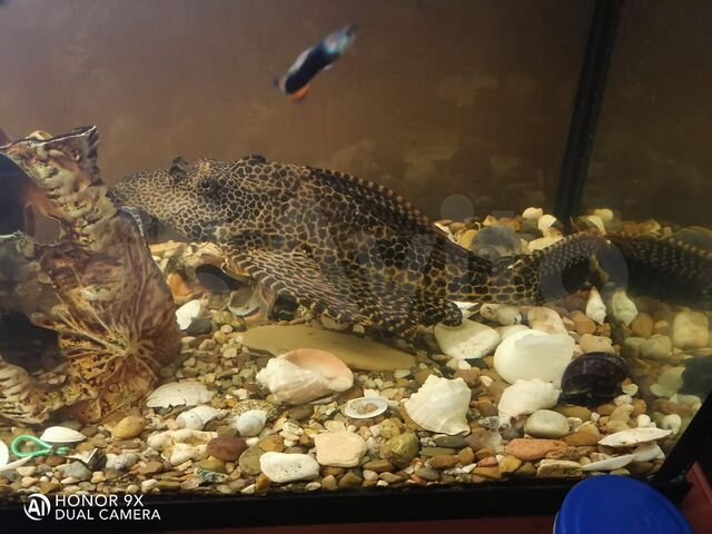 Отдам сома парчового