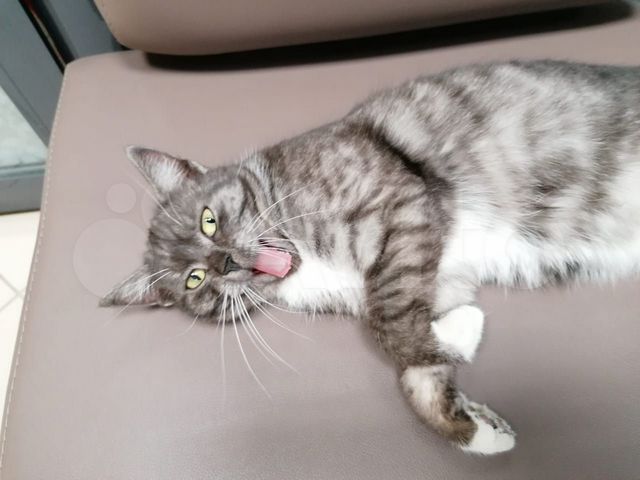 Кошка молодая бесплатно