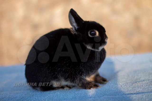 Декоративный кролик минор черный оттер самка