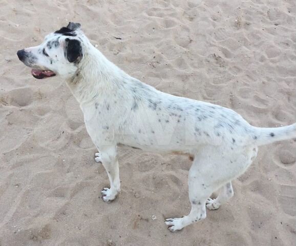 Собаки охранные