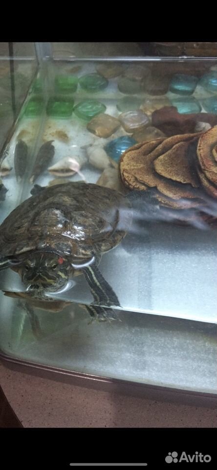 Черепаха водная