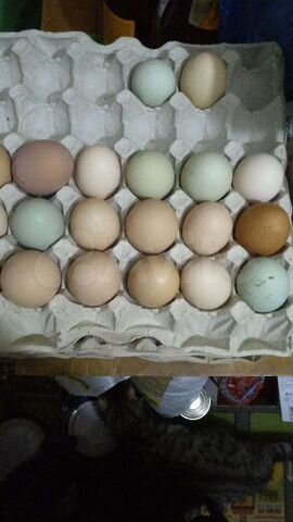 Яйцо куриное домашнее