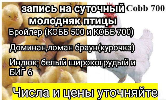 Суточный бройлер,индюк,несушка
