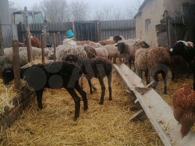 Овцы бараны ягнята