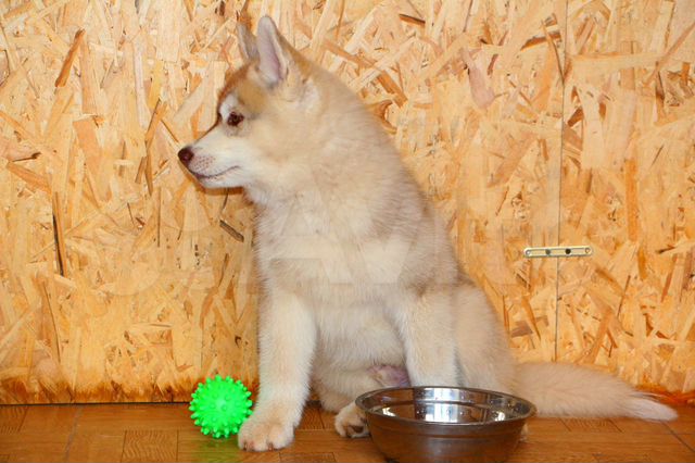 Щенки хаски