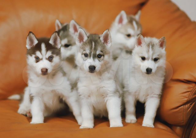 Щенки Хаски из питомника