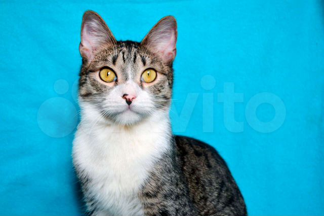 Котик обнимашка Мэнди ищет дом