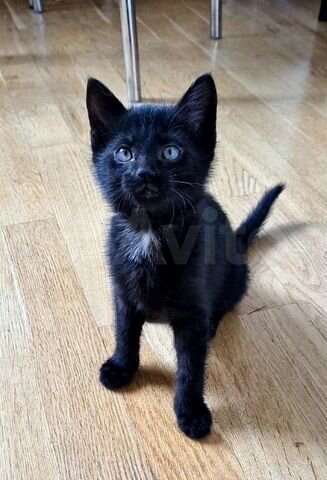 Мистер Кот, 2 месяца