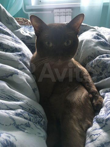 Вязка бурманский кот