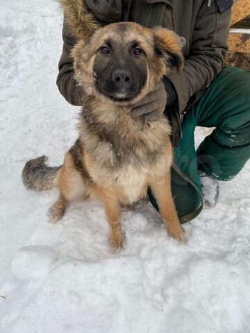 Щеночек ищет любящих хозяев