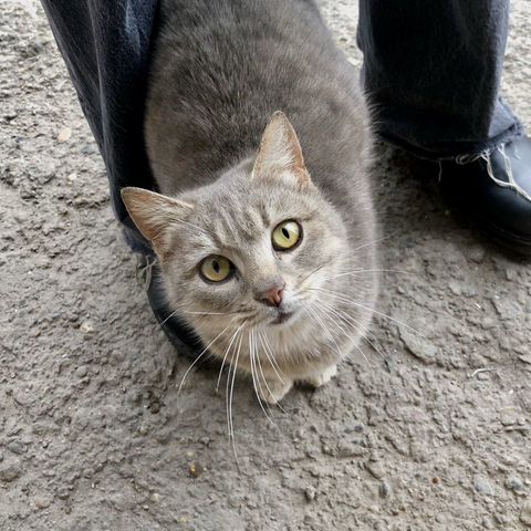 Кошка в добрые руки