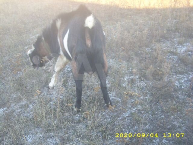 Продам козла нубийского с документами