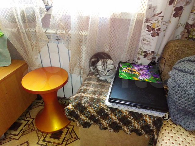 Котята шотландцы вислоухие