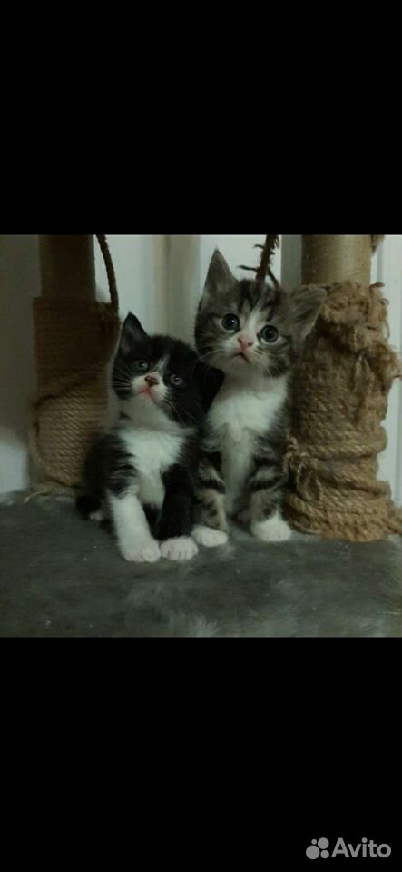Котята очаровашки