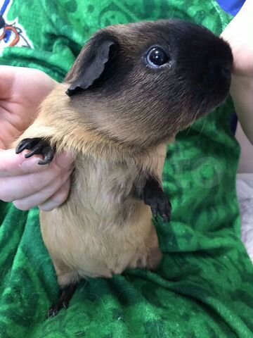 Морские свинки