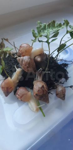 Продаю улиток ахатины