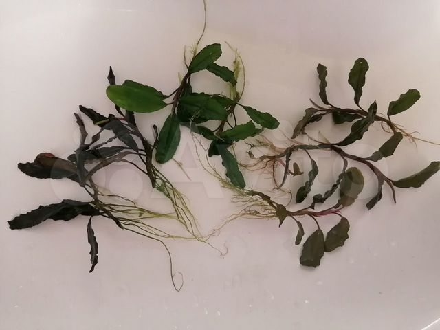 Буцефаландры прополка