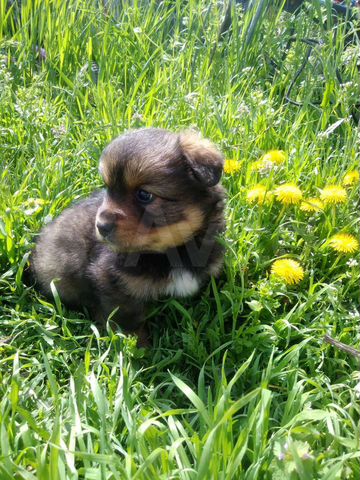 Маленький малыш