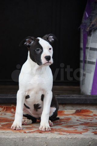 Американского стафф.терьера щенки