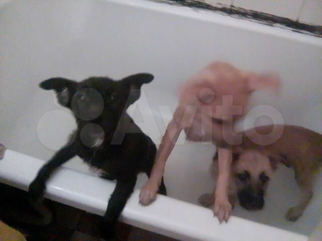 Отдам бесплатно щенков