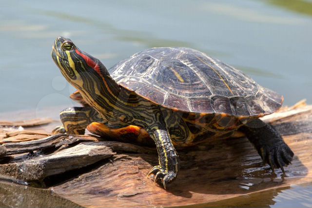 Черепашки красноухие